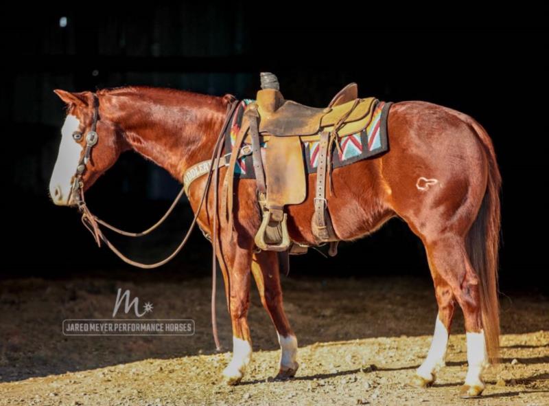 Horses For Sale at Jared Meyer Performance Horses