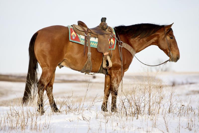 Horses For Sale at Jared Meyer Performance Horses