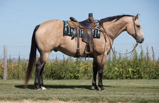 Horses For Sale at Jared Meyer Performance Horses