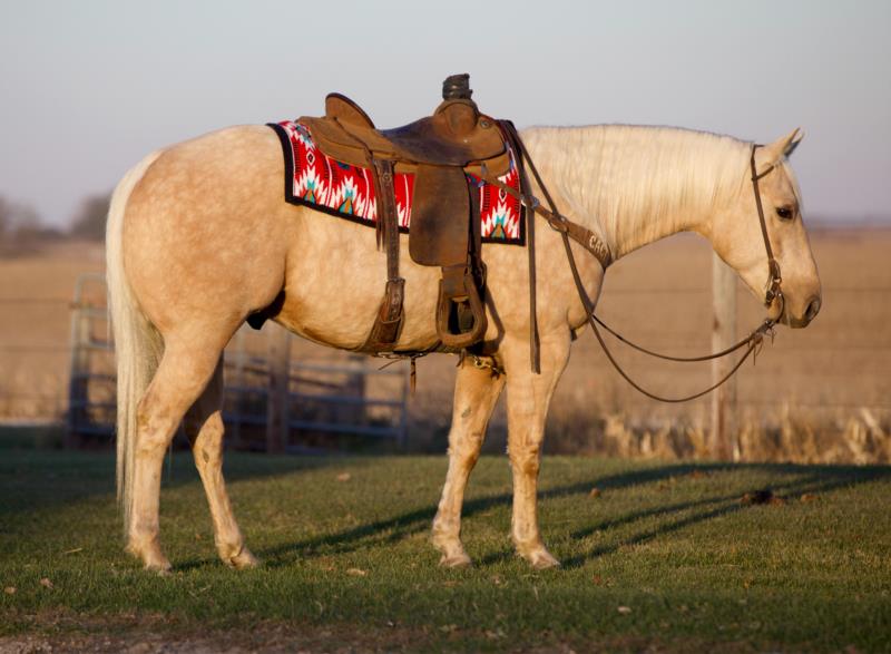 Horses For Sale at Jared Meyer Performance Horses