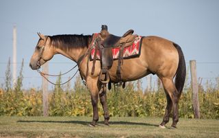 Horses For Sale at Jared Meyer Performance Horses